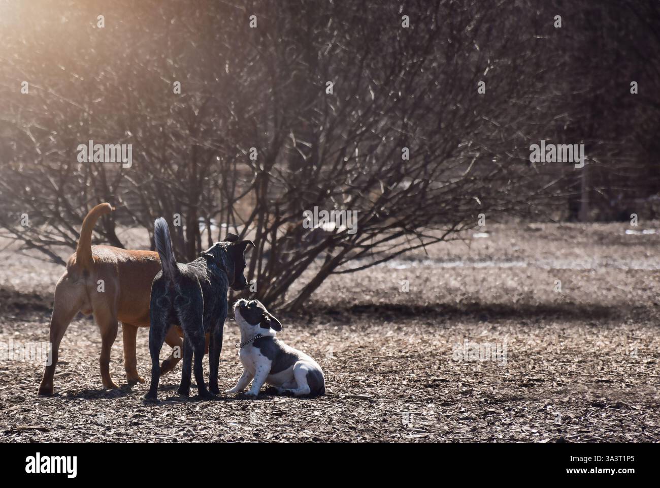 Group three french bulldog hi-res stock photography and images - Alamy