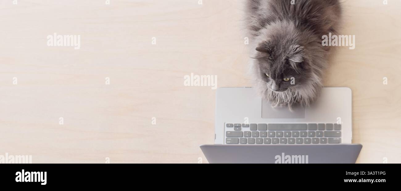 Cute fluffy grey cat sitting on top of desk in front of laptop computer ...