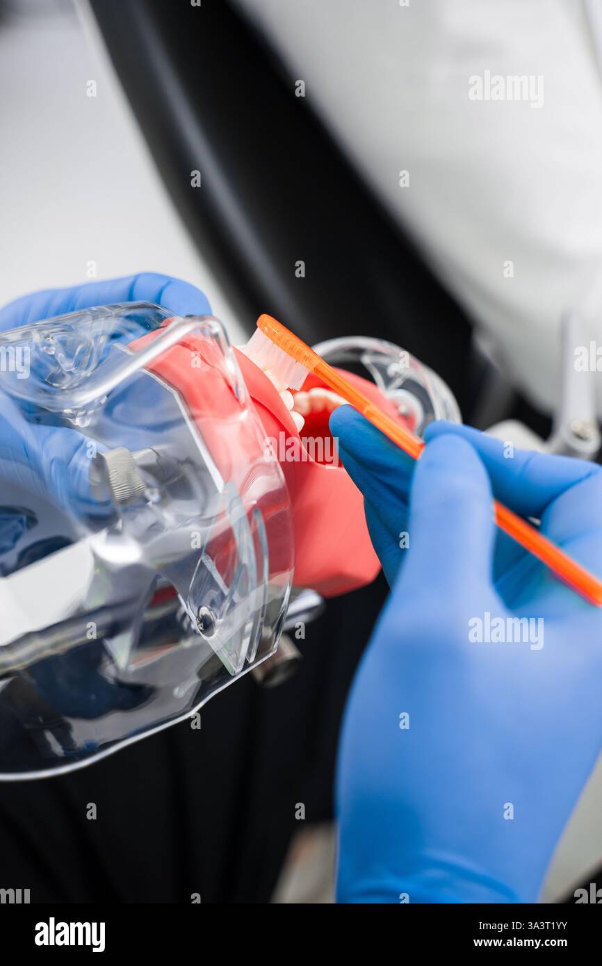 Teeth brushing technique showing by dentist. Doctor uses jaw dental ...
