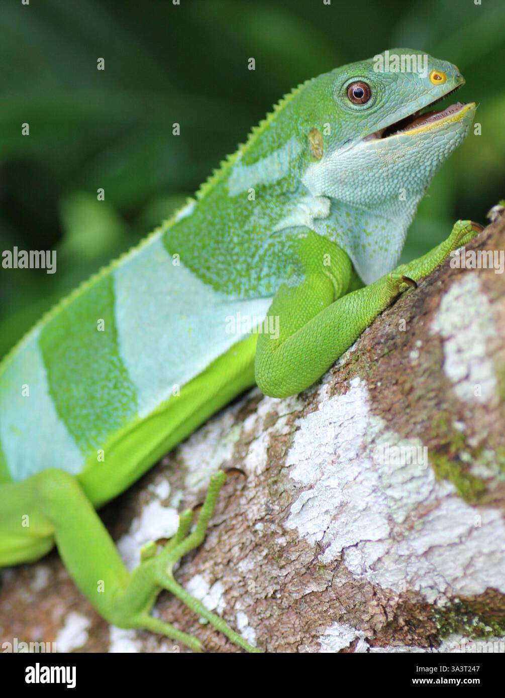 A green Central Fijian Banded Iguana is shown on Ovalau in Fiji ...