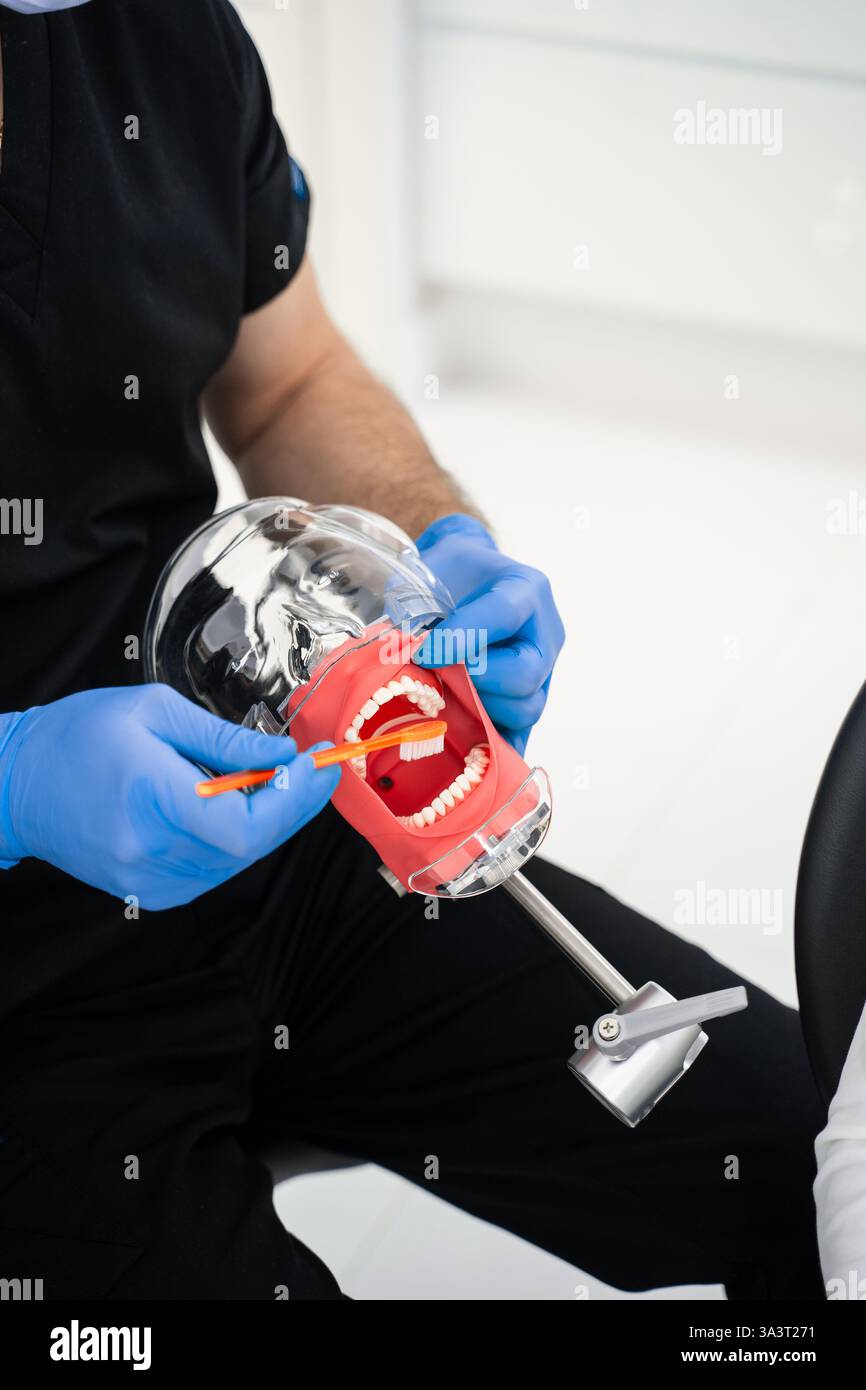 Teeth brushing technique showing by dentist. Doctor uses jaw dental ...