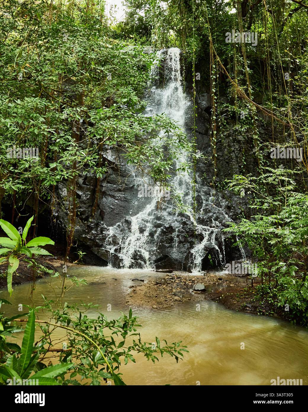 Trees green lush rainforest waterfall background hi-res stock ...