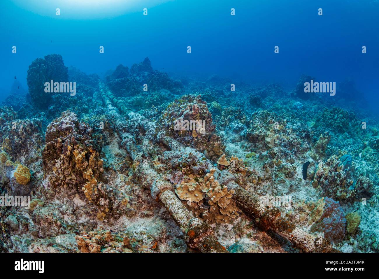 TransPacific undersea communication cables on the ocean floor off the ...