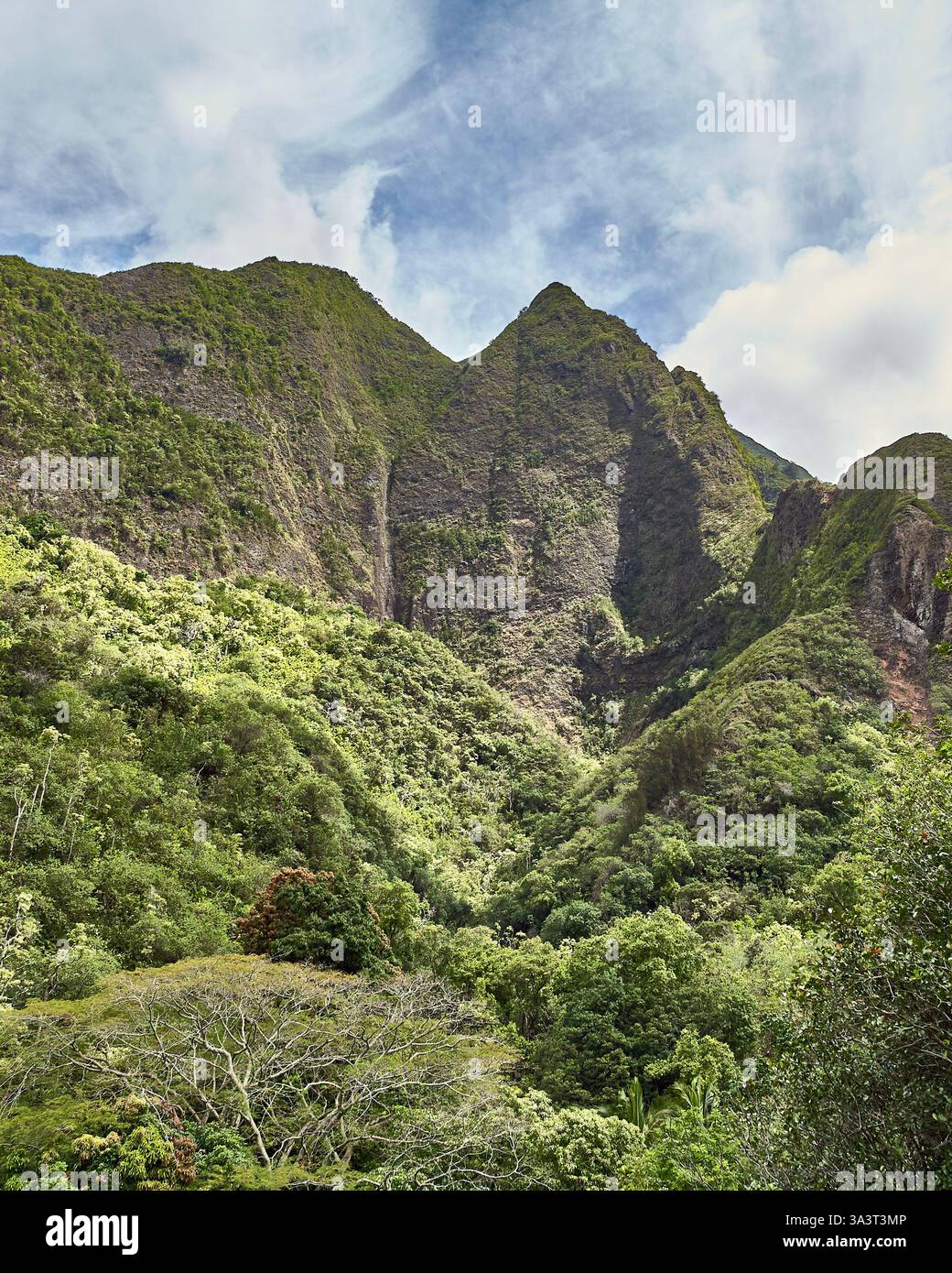 Hawaiian forests hi-res stock photography and images - Alamy