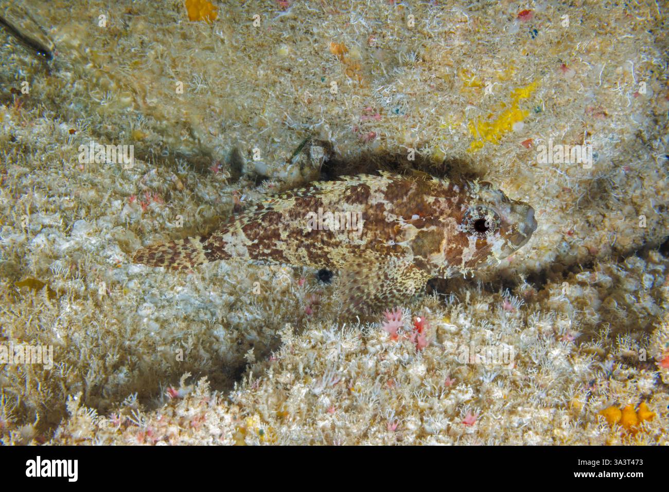 The false scorpionfish, Centrogenys vaigiensis, appears very similar to ...