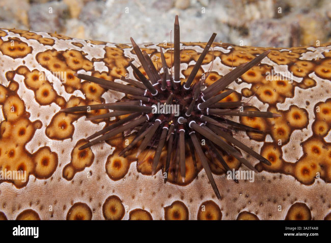 The rock-boring urchin, Echinometra mathaei, is also known as a ...