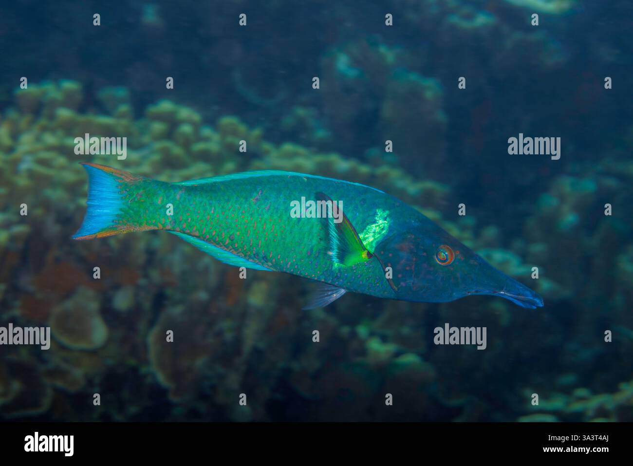 The bird wrasse, Gomphosus varius, is easily identified by its long ...