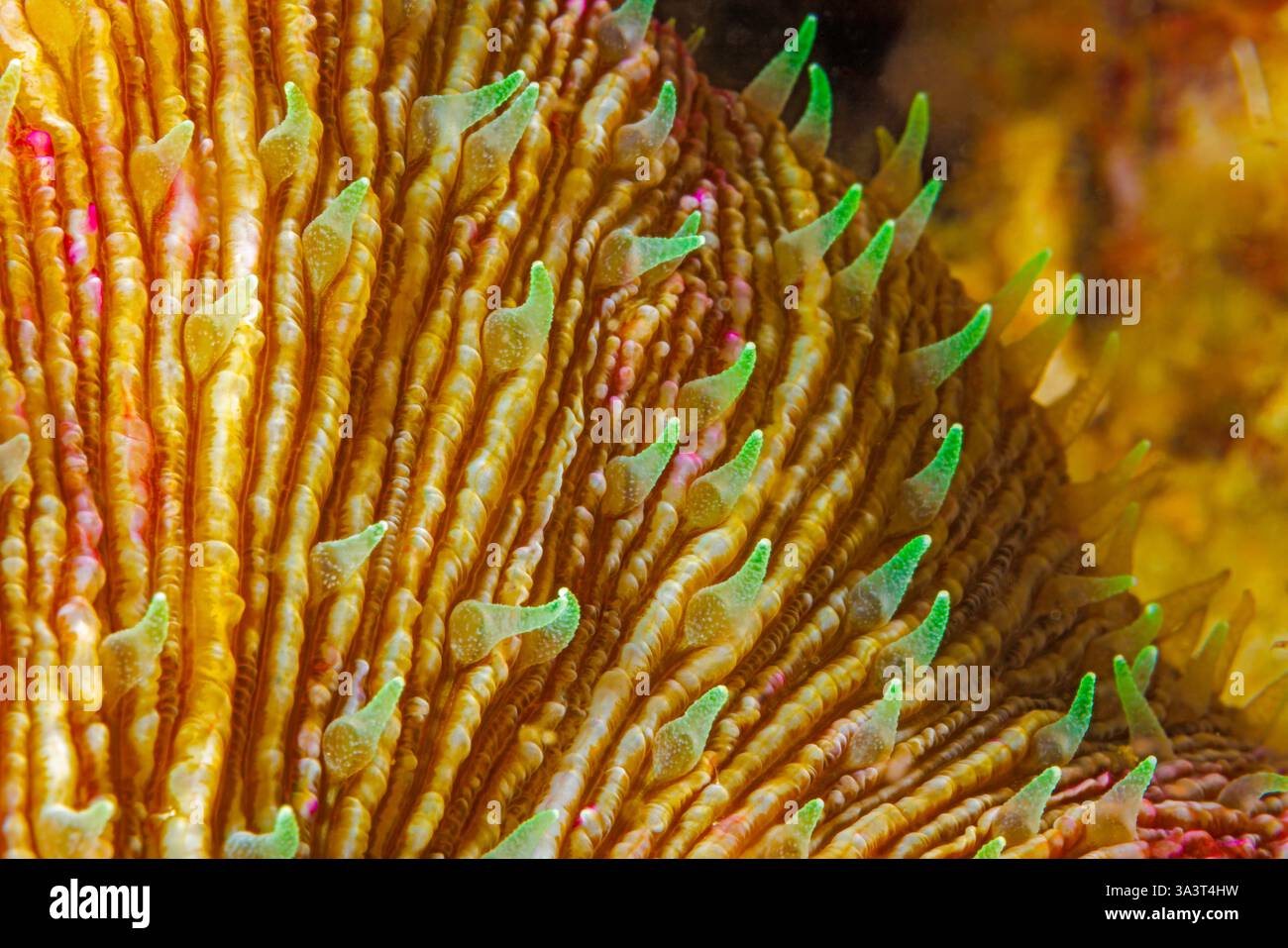 Polyp detail of a colorful and healthy mushroom coral, Fungia fungites ...