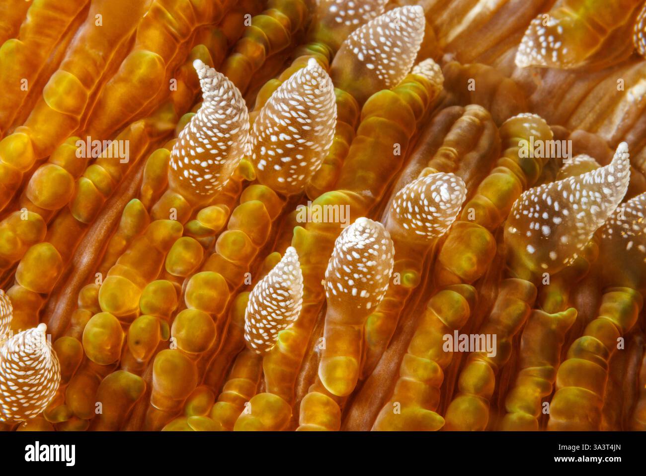 Polyp detail of healthy tongue mushroom coral, Herpolitha limax, that ...