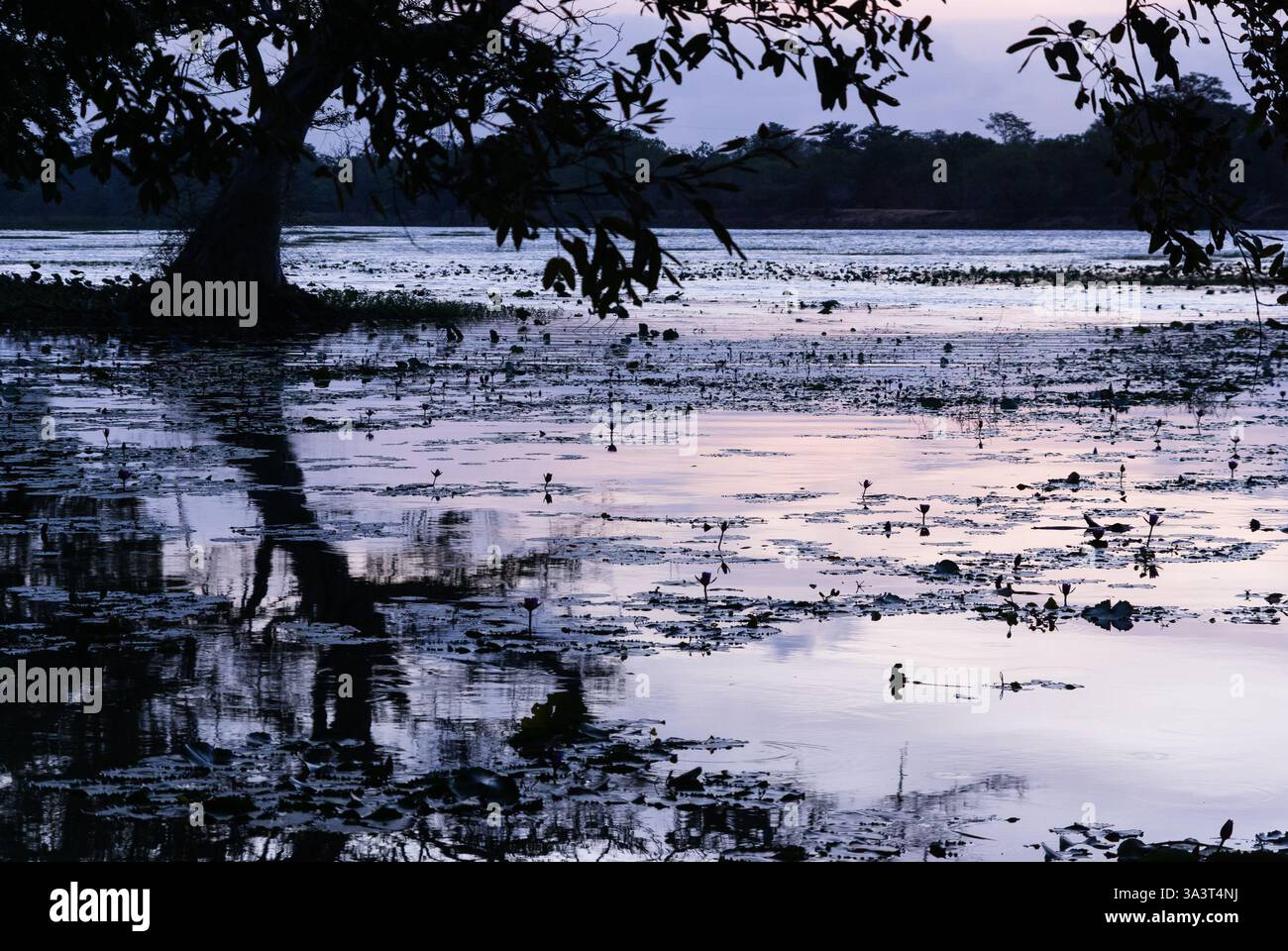 Habarana lake hi-res stock photography and images - Alamy