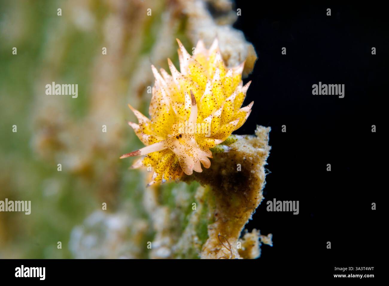 The sap sucking sea slug, Costasiella kuroshimae, is often referred to ...