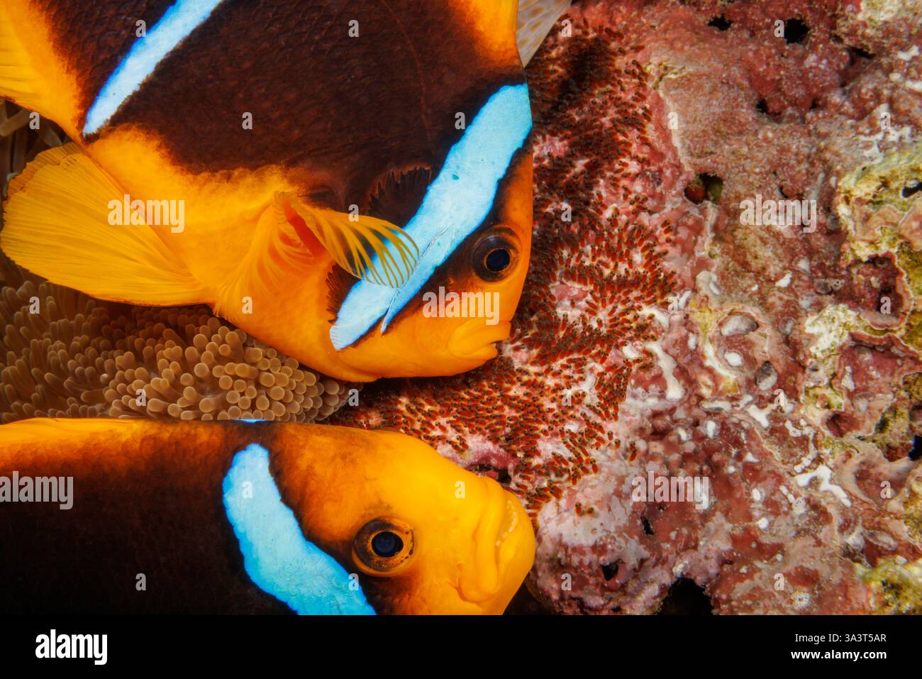 Oceanic ecos hi-res stock photography and images - Alamy