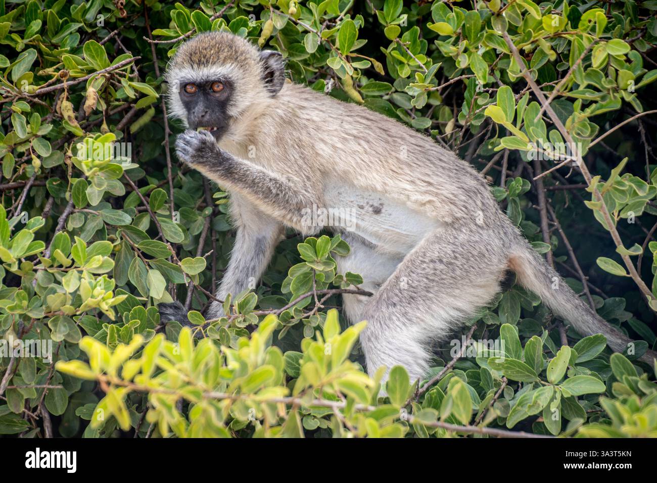 Black-faced Vervet Monkey (Cercopithecus pygerythrus) eating leaves at ...