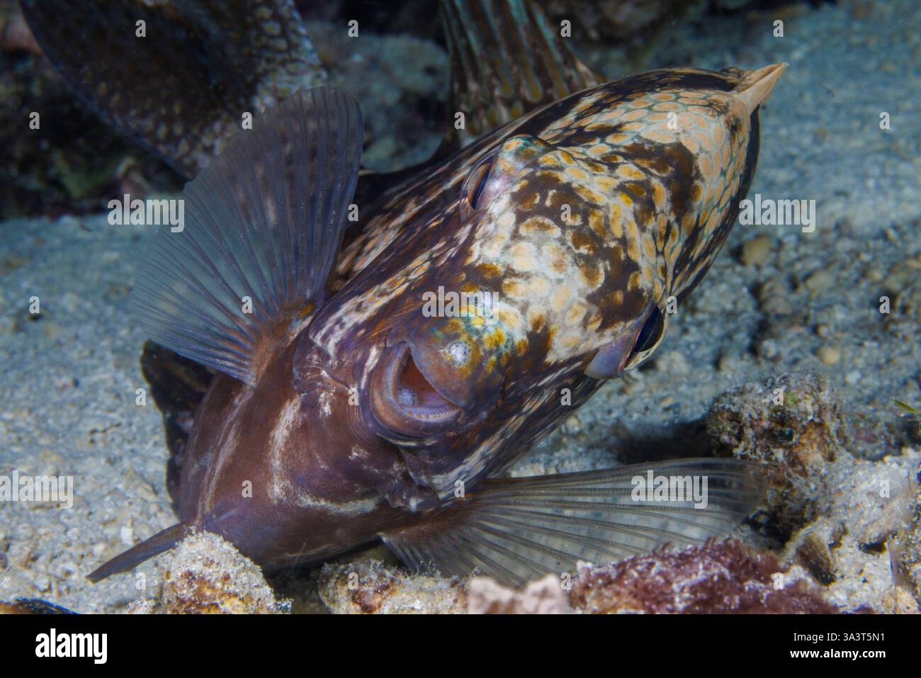 This virgate rabbitfish, Siganus virgatus, was photographed sleeping on ...