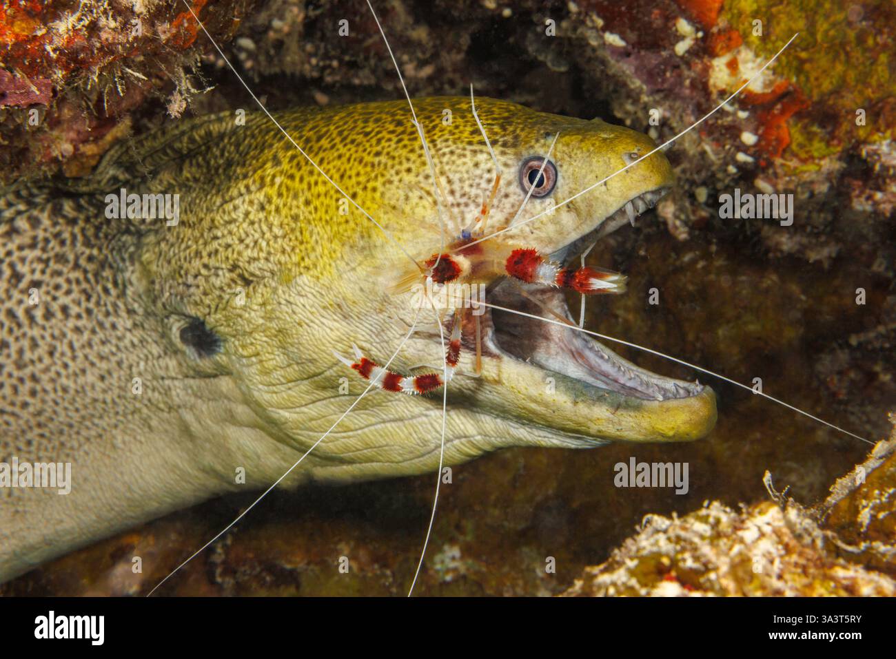 A giant moray eel, Gymnothorax javanicus, with a banded coral shrimp ...