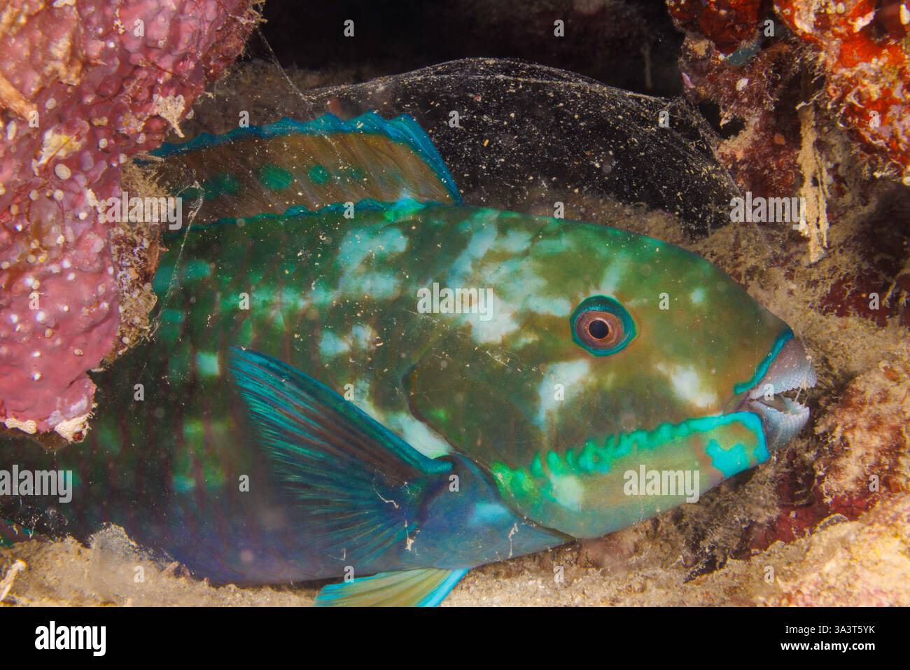 The sub-adult phase of a bluepatch parrotfish, Scarus forsteni, Yap ...