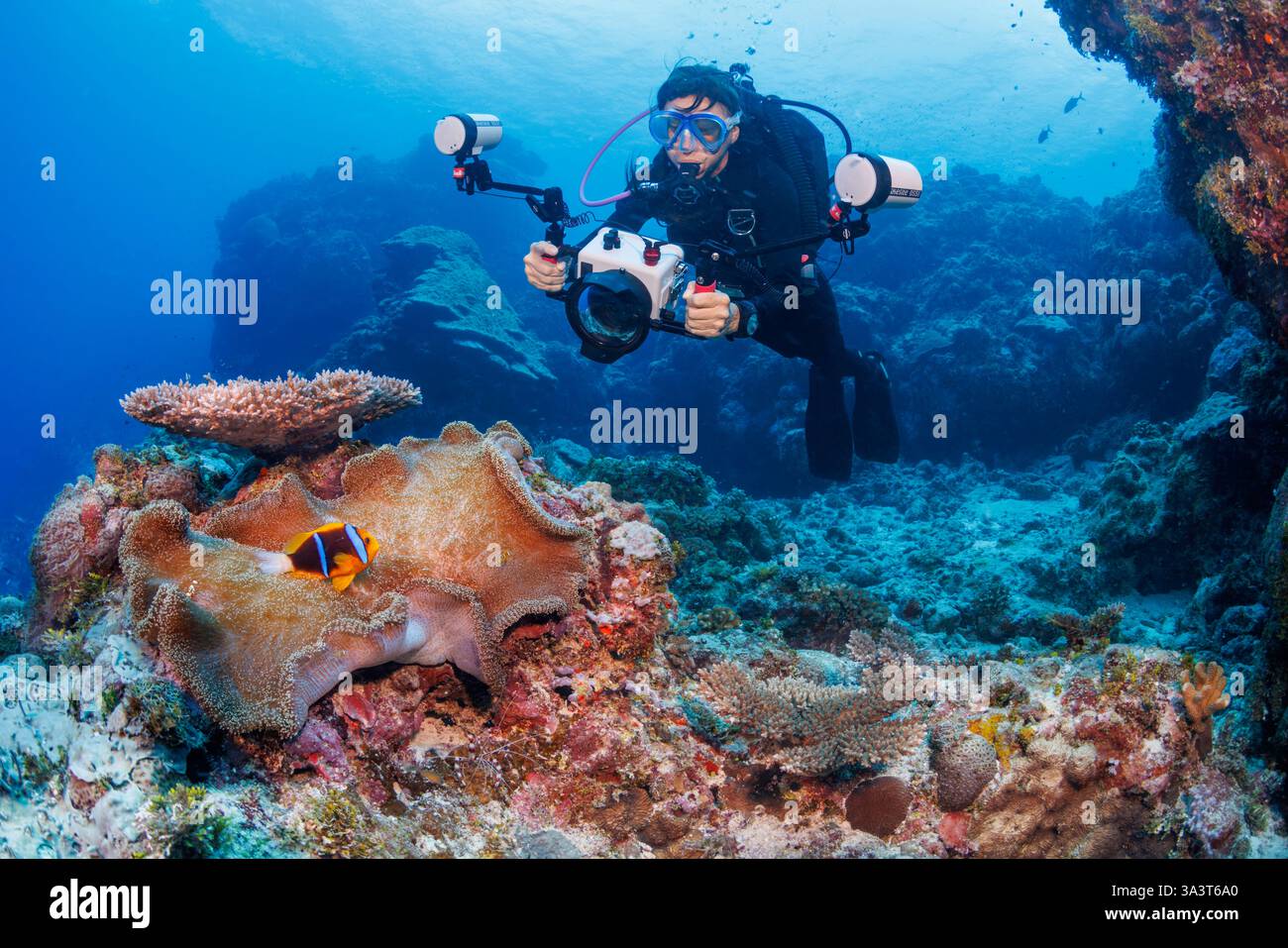 Clark's anemonefish, Amphiprion clarkii, and diver with an Ikelite ...