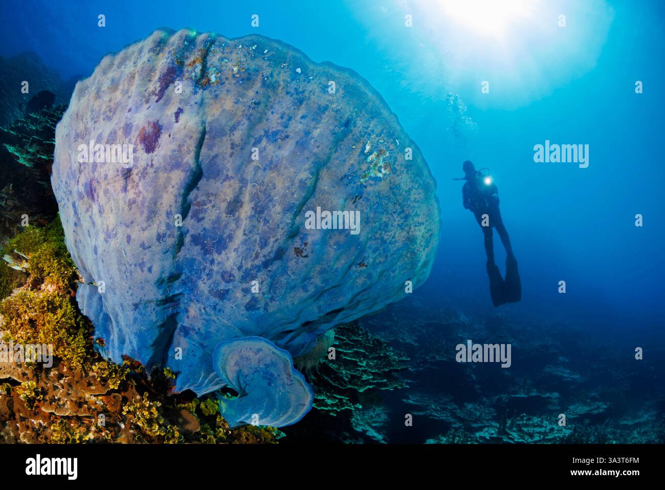 Purple elephant ear sponge, Ianthella basta, with diver, Guam ...