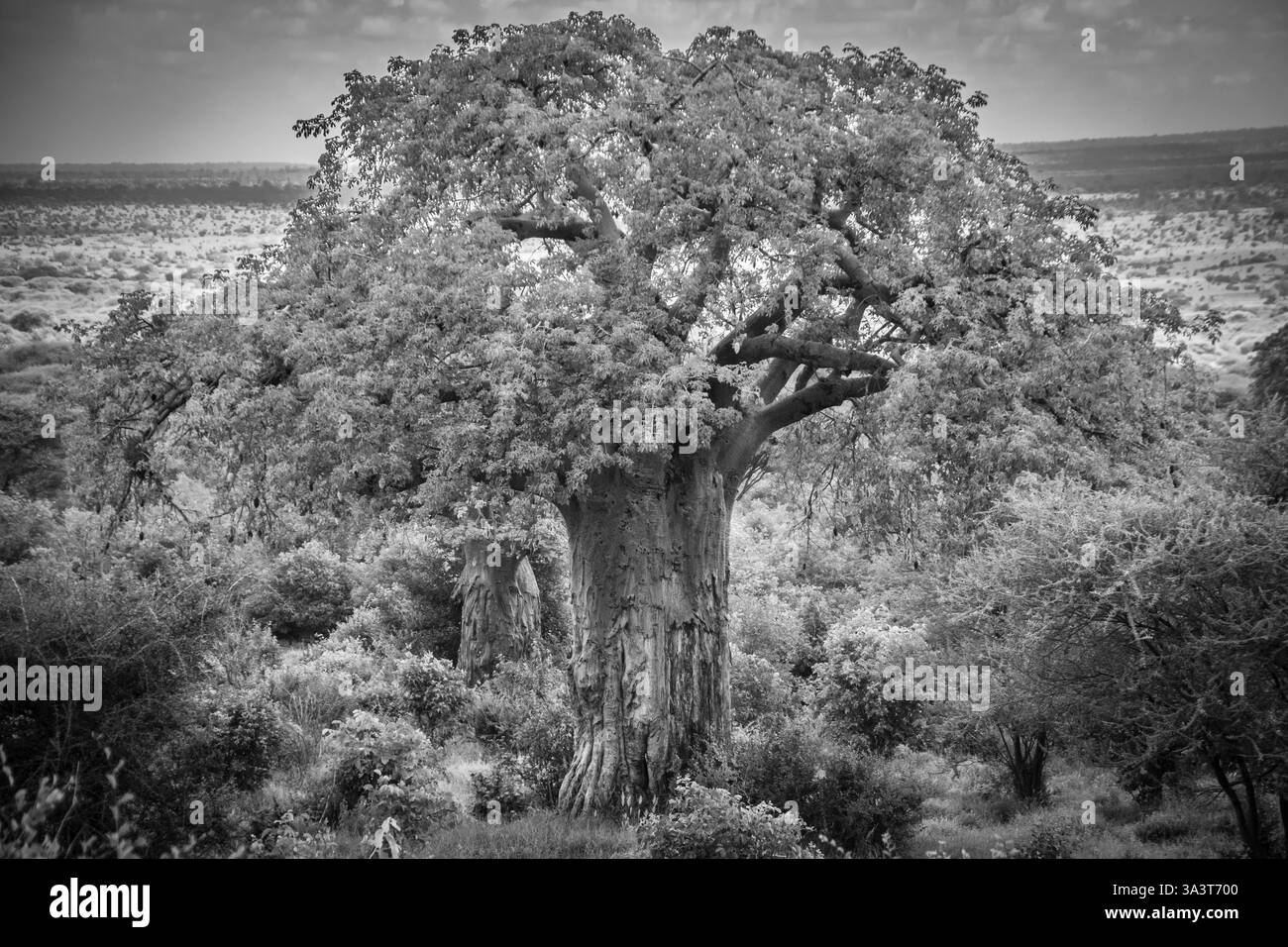 Large Baobab tree (Adansonia digitata) with canopy full of leaves in ...