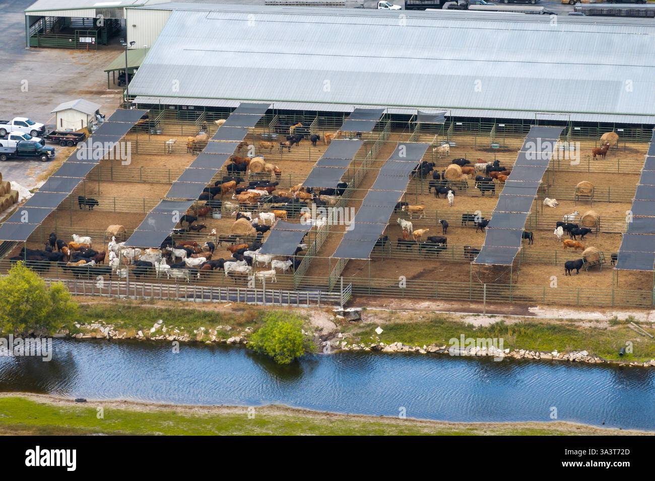 Cow feed lot with meat cows. Cattle stockyard on farm in USA Stock ...