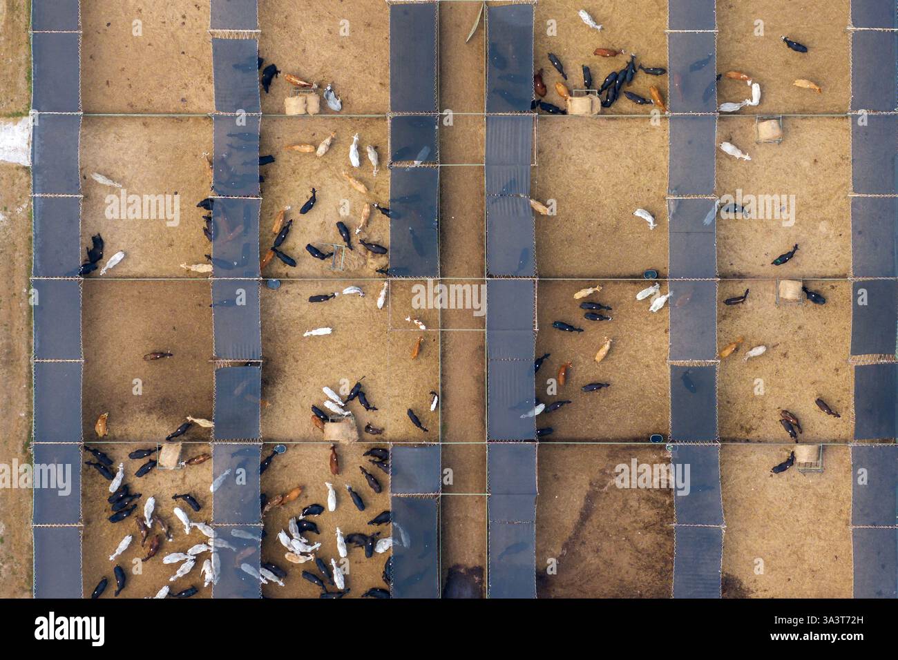 Cattle stockyard with meat cows. Feeding of livestock on farm feedlot ...