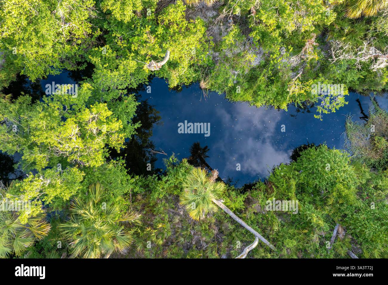 Beautiful tropical nature. Aerial view of jungle rainforest with river ...