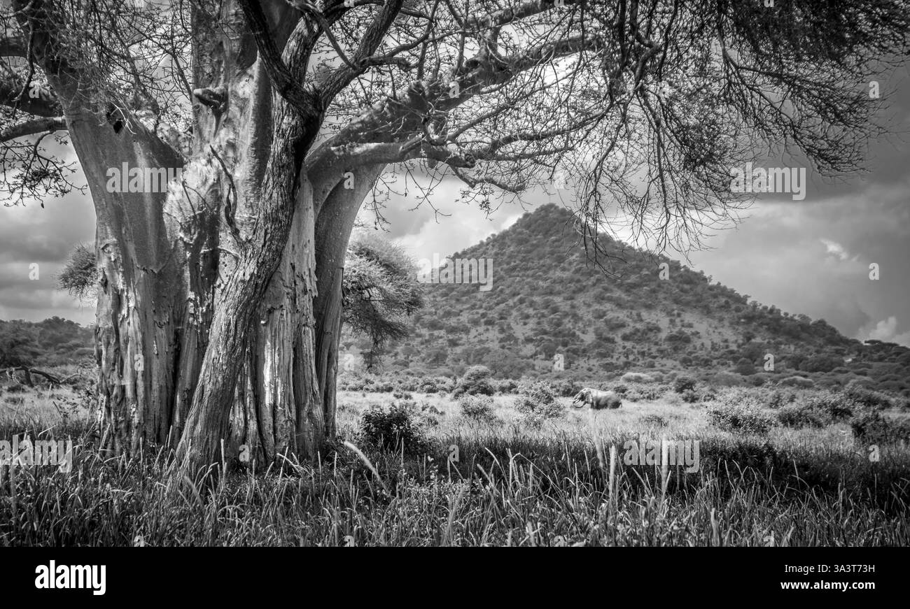 Large Baobab tree (Adansonia digitata) with canopy full of leaves in ...