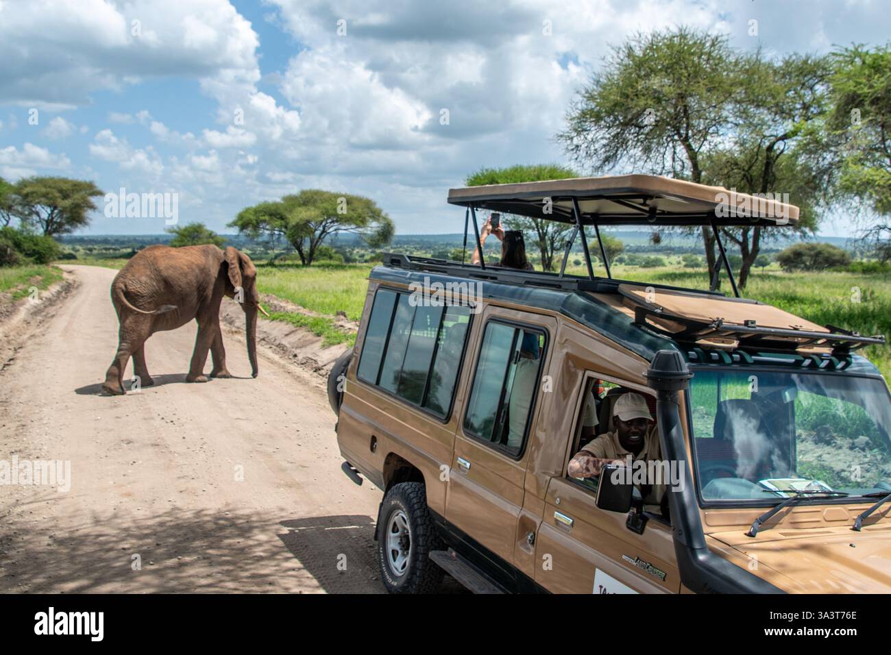 African Savanna Elephant (Loxodonta africana) walking across safari ...
