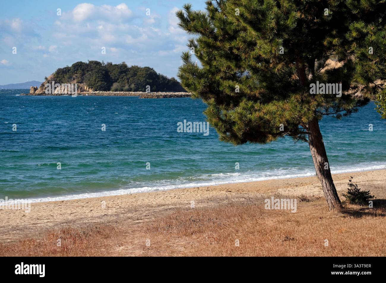 Coastal scene with a tree and waves arriving at the beach in Naoshima ...