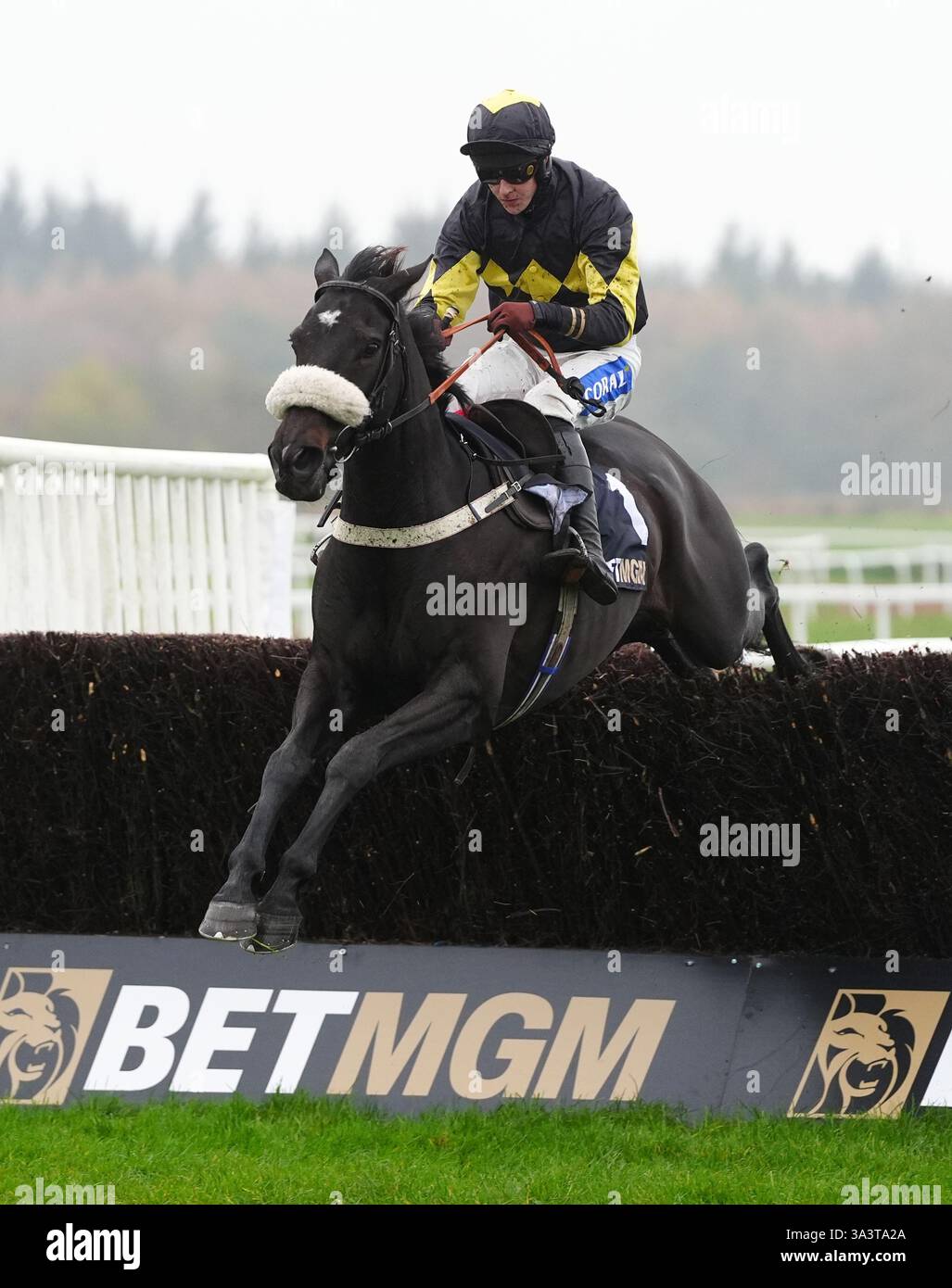 2024 haldon gold cup jpr hi-res stock photography and images - Alamy