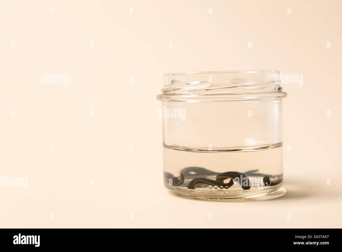 Medicinal leeches in glass jar on pale yellow background, space for ...