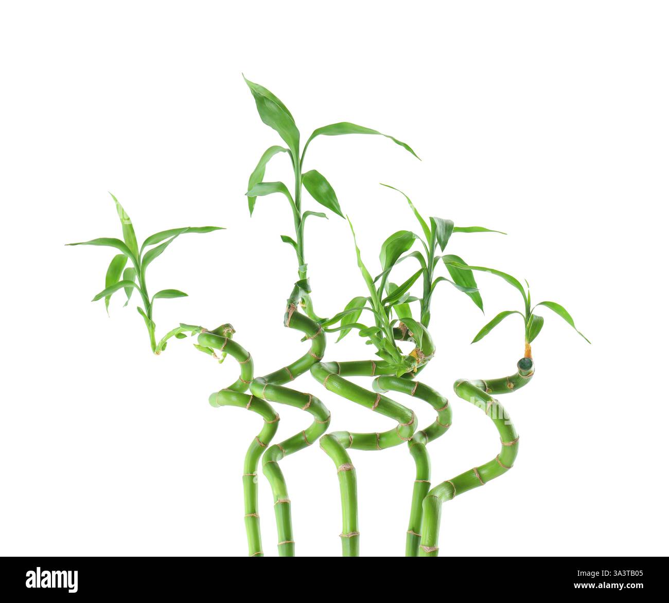 Decorative green bamboo stems on white background Stock Photo - Alamy