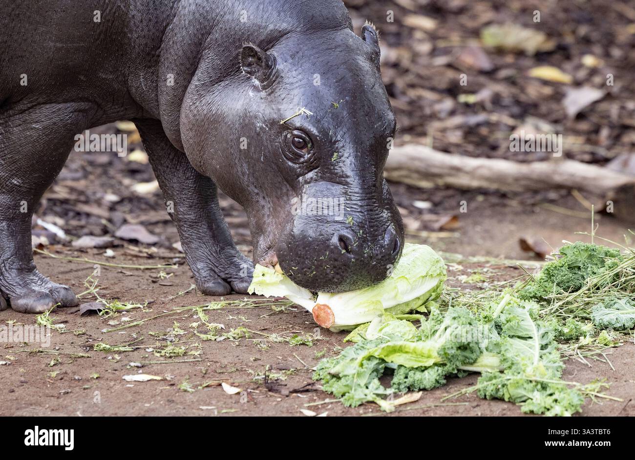 EDITORIAL USE ONLY Amara, a Pygmy Hippo at London Zoo, tucks into a ...