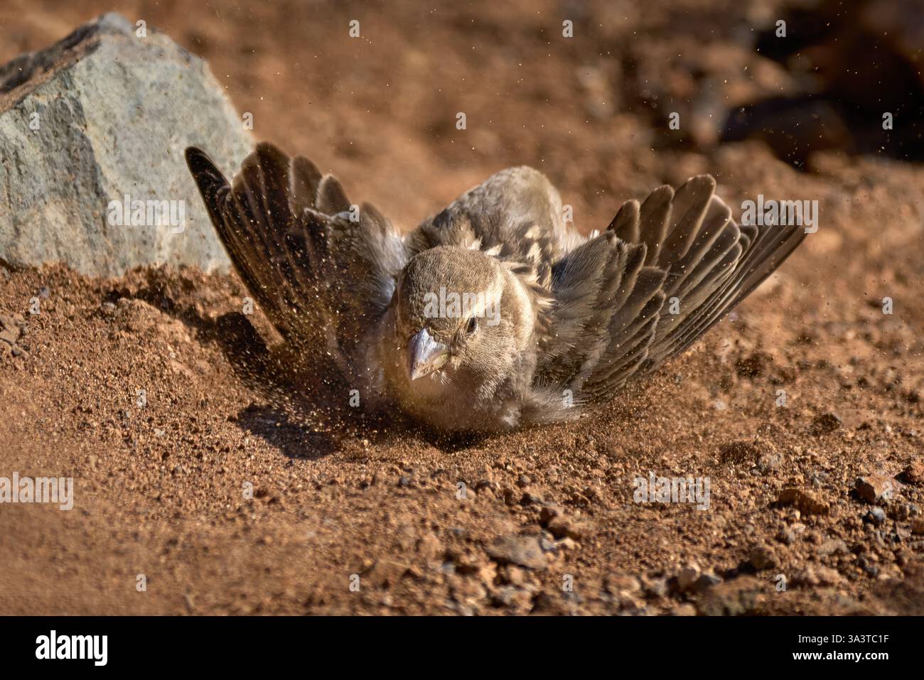 Bird while sand bathing - Spanish Sparrow (Passer hispaniolensis ...
