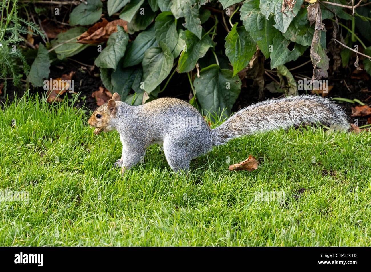 Squirrel illustration art hi-res stock photography and images - Alamy