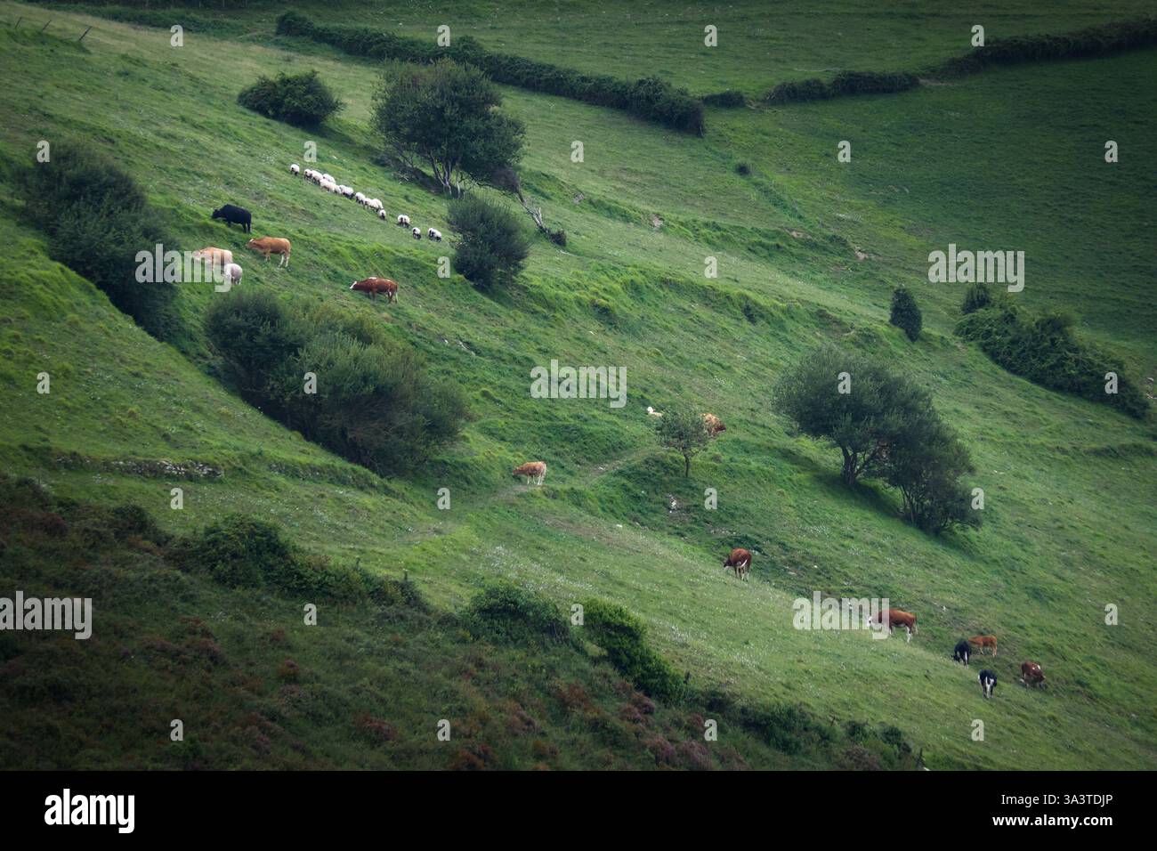 A serene countryside scene showing cows and sheep grazing peacefully on a lush green hillside ...
