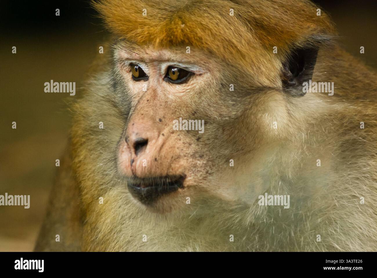 Male macaque at Peradeniya botanical gardens, Sri Lanka Stock Photo - Alamy