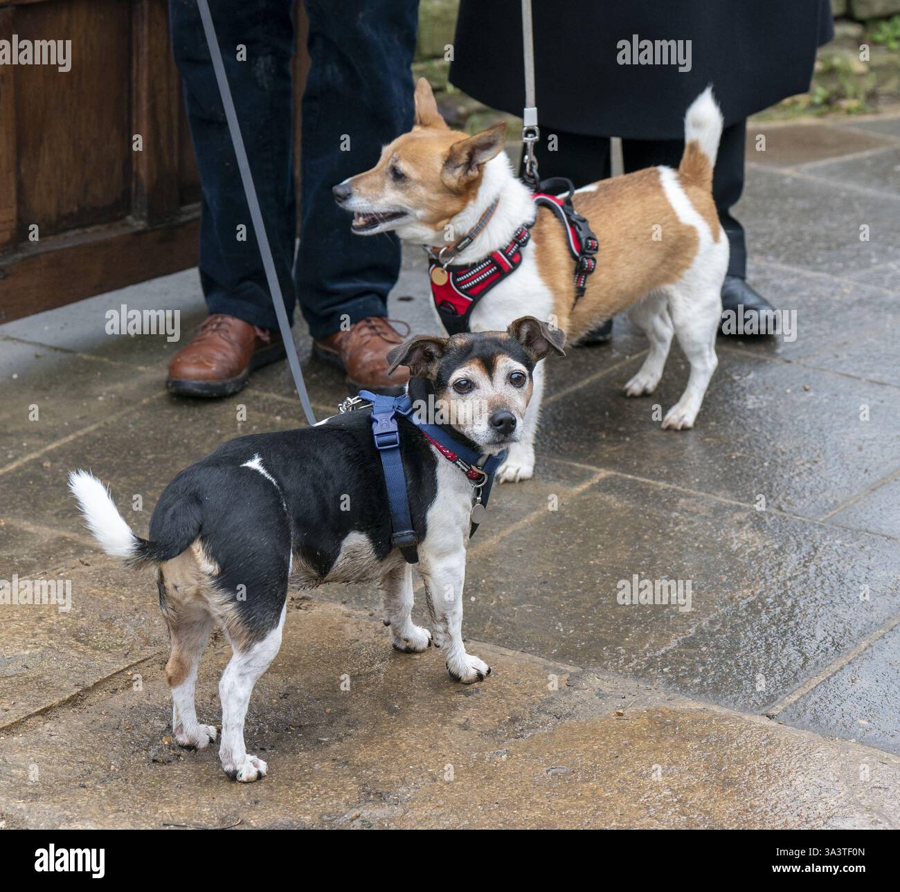 File photo dated 25/01/23 of Queen Camilla's two fox terrier rescue ...
