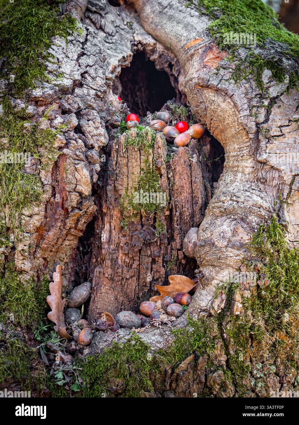 Hollow Tree with Acorns Stock Photo - Alamy