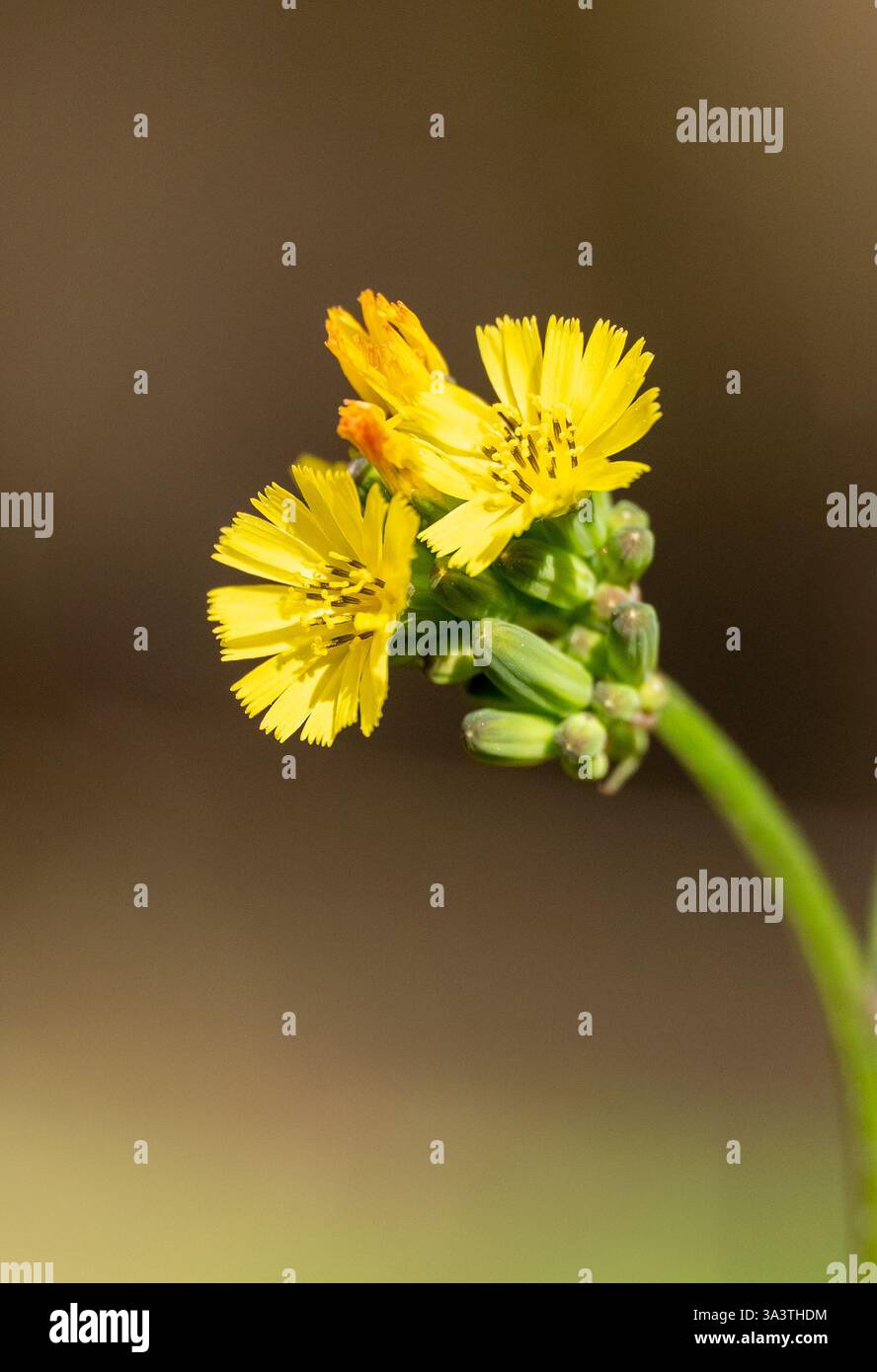 Japanese hawksbeard hi-res stock photography and images - Alamy