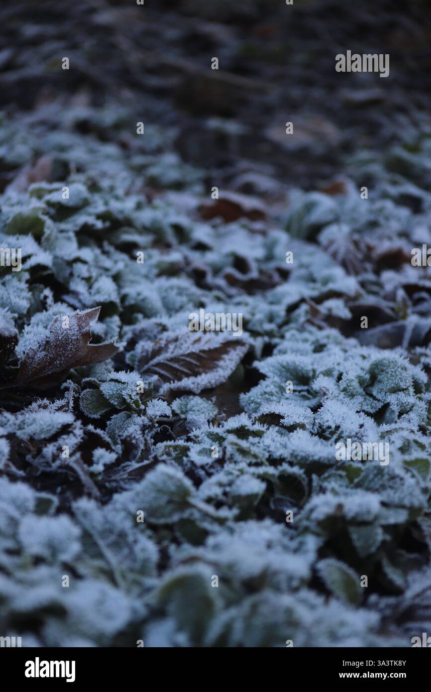 Portrait close up of autumnal leaves & seed husks covered in thick hoar ...