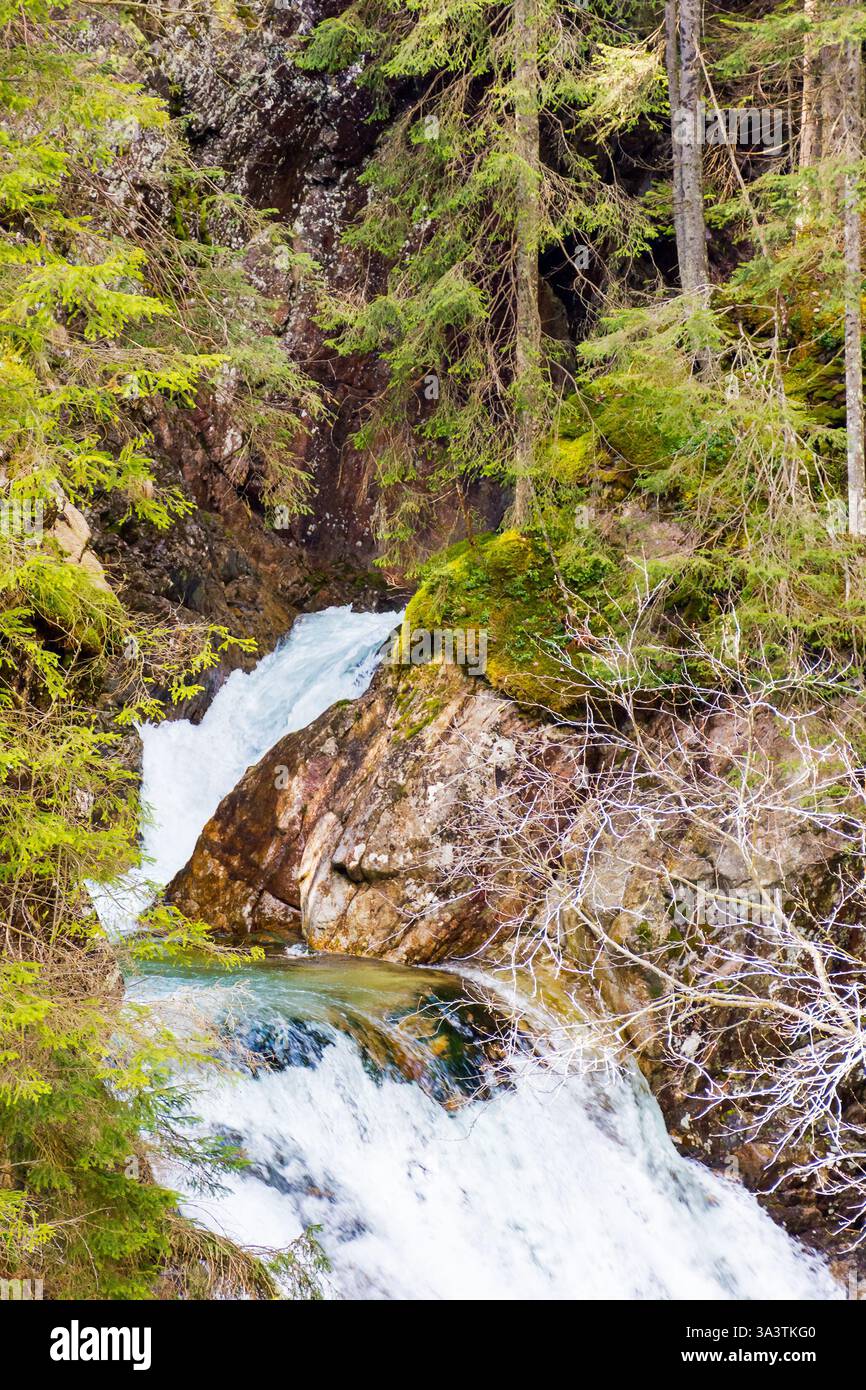 landscape with river in forest. water flow among trees. green nature ...