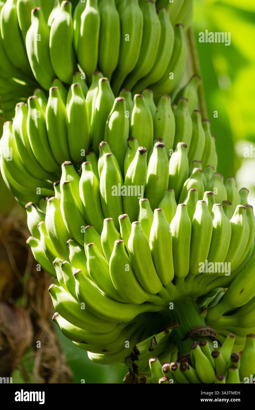 Buch of bananas ripening on a tree Stock Photo - Alamy