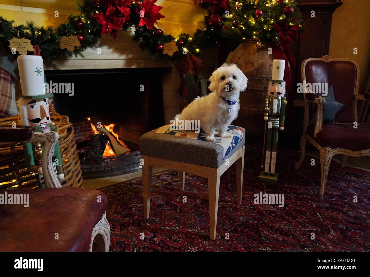 EMBARGOED TO 2230 FRIDAY NOVEMBER 29 Percy, a Maltese cross from ...