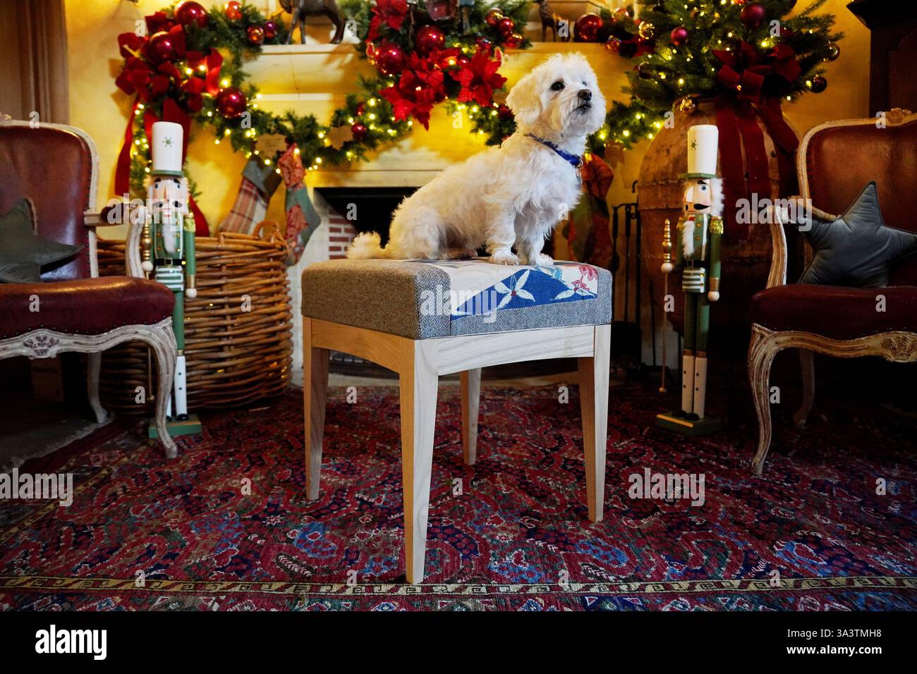 EMBARGOED TO 2230 FRIDAY NOVEMBER 29 Percy, a Maltese cross from ...
