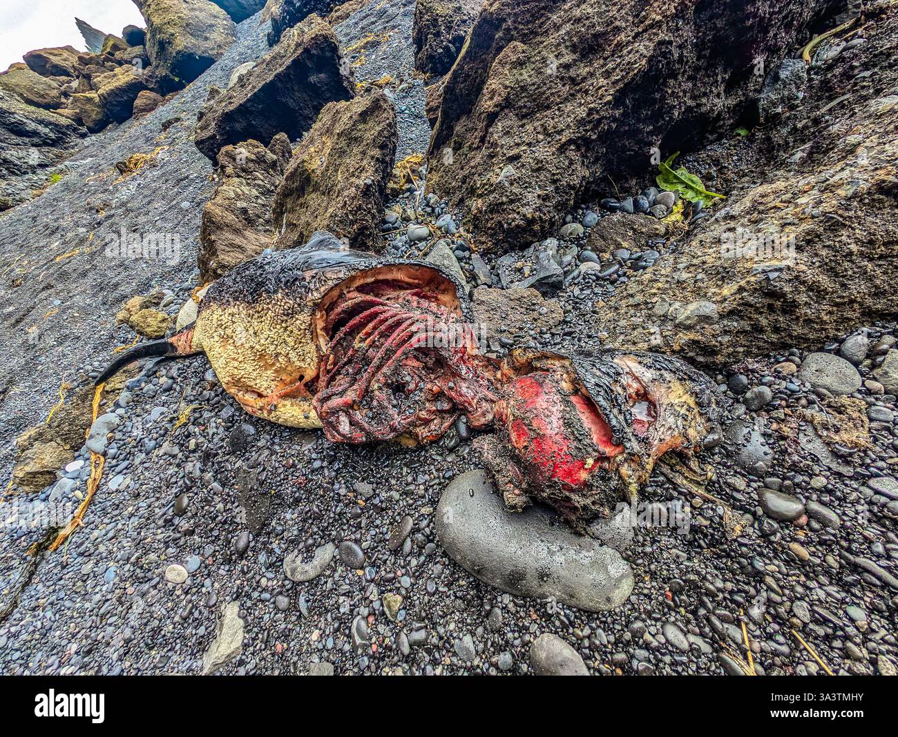 Stack of basalt columns by Halsanefshellir cave on Reynisfjara black ...