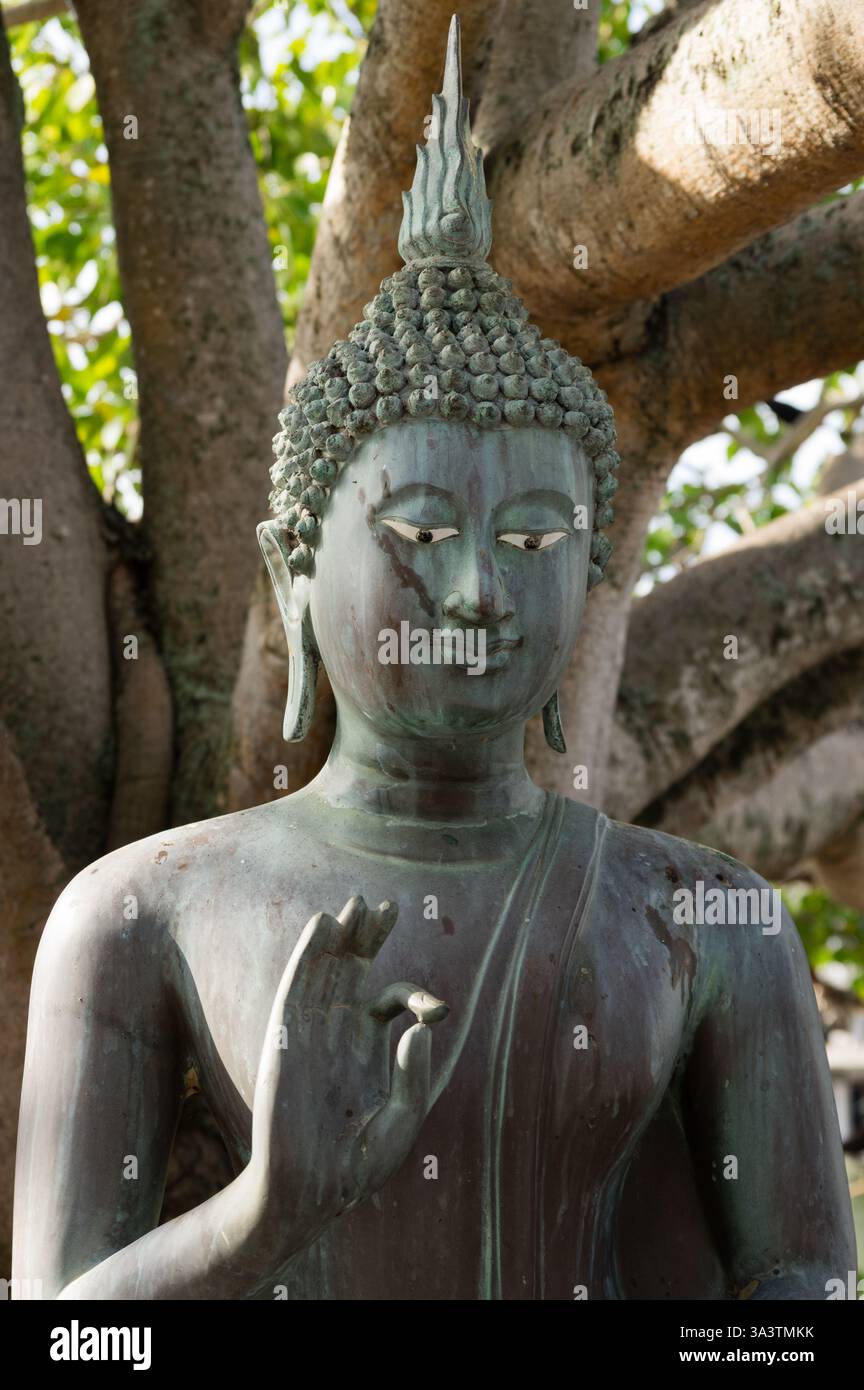 Bronze Buddha statue with sacred bo tree in background Stock Photo - Alamy