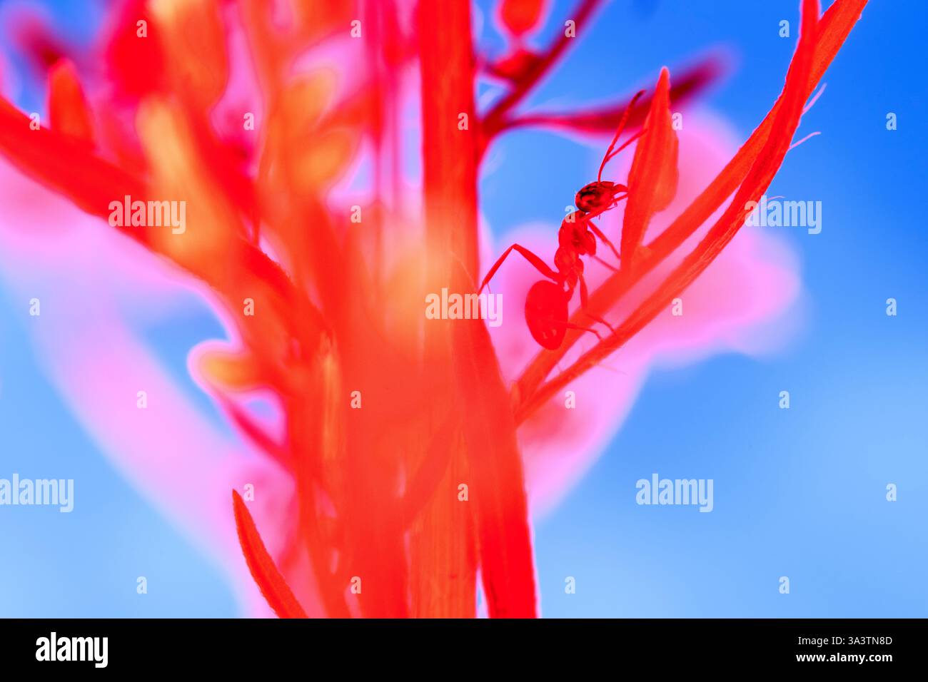 Insect red fire ant hi-res stock photography and images - Alamy