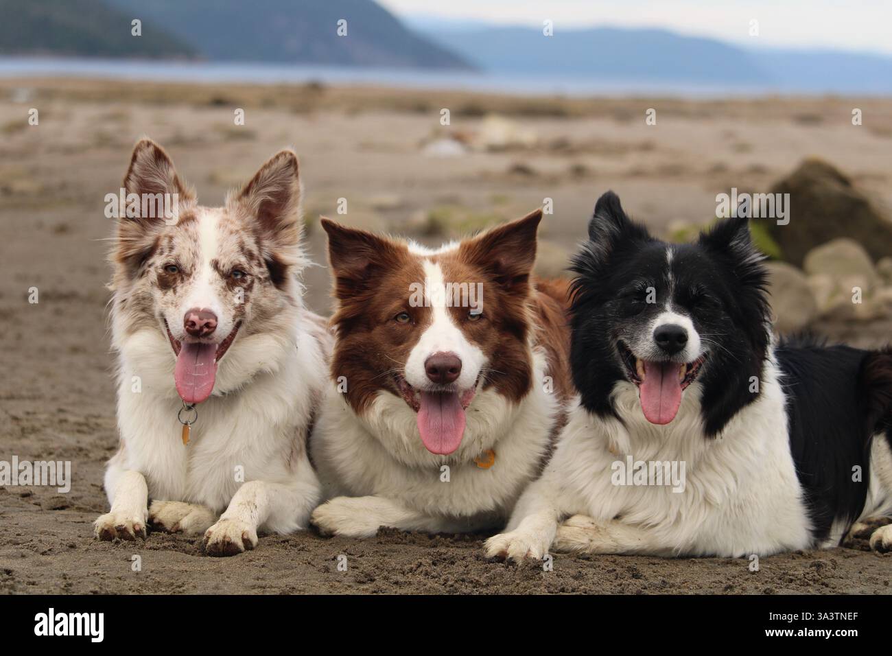 Three dogs posing on the beach, border collie Stock Photo - Alamy