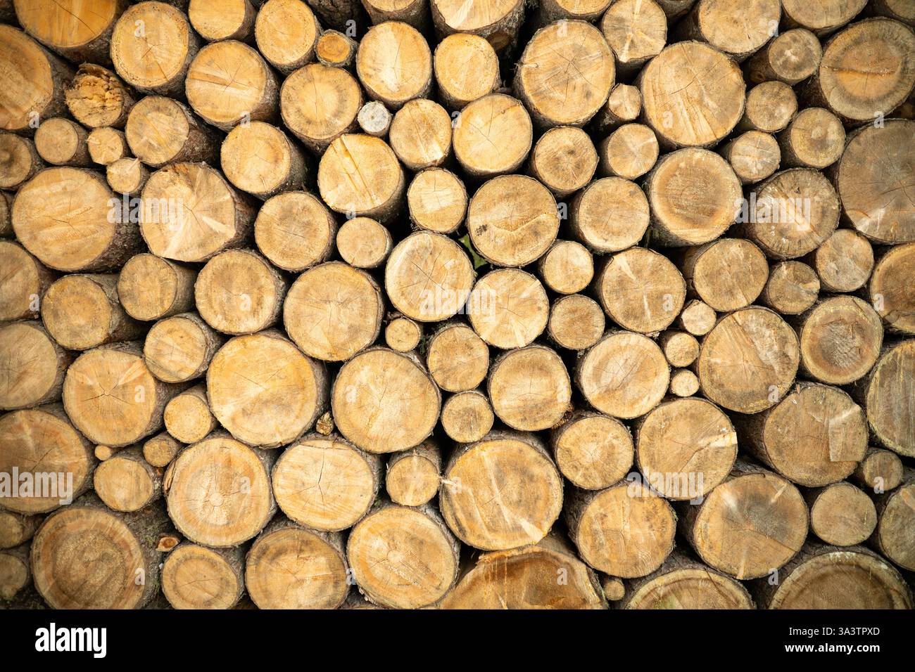 A large pile of logs, with some of them being cut in half. The logs are ...
